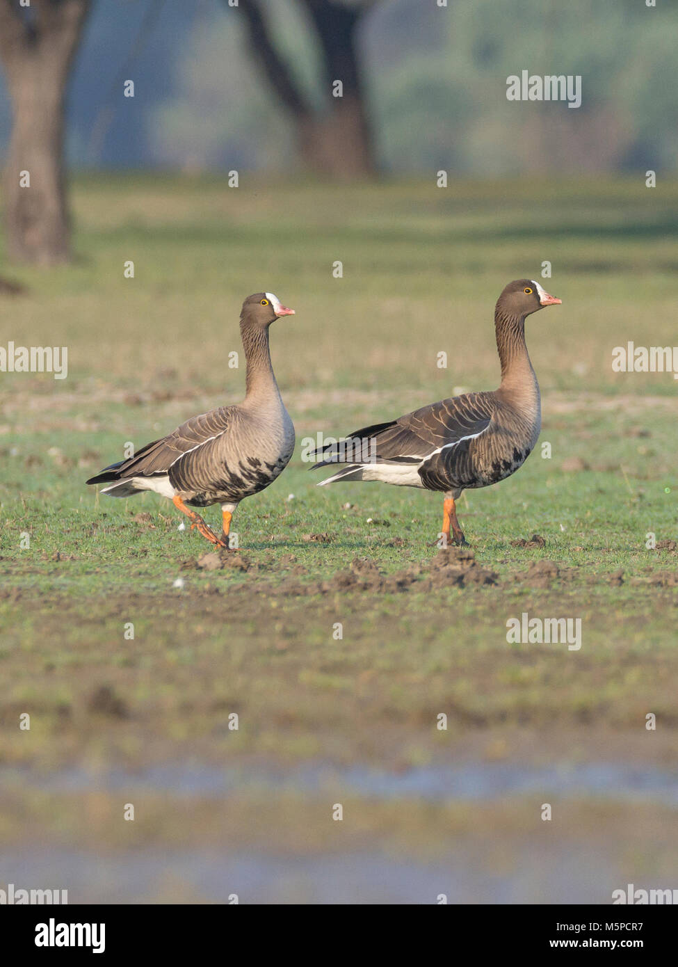 Lesser white fronted goose migration hi-res stock photography and ...
