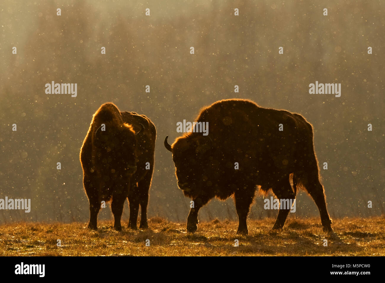 Bison in snowstorm hi-res stock photography and images - Alamy