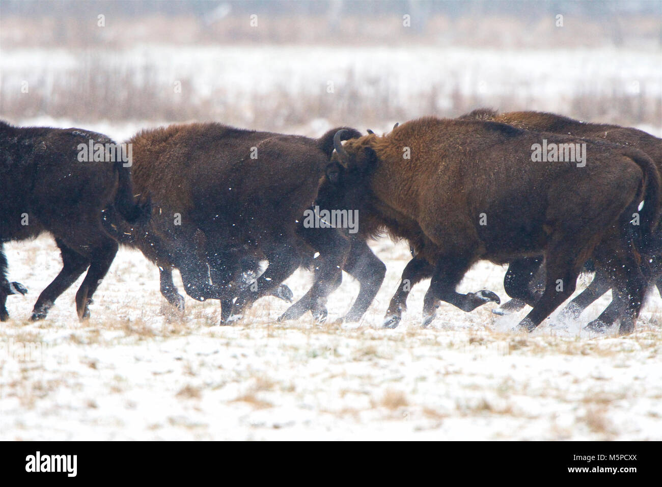 Stampede bison hi-res stock photography and images - Alamy