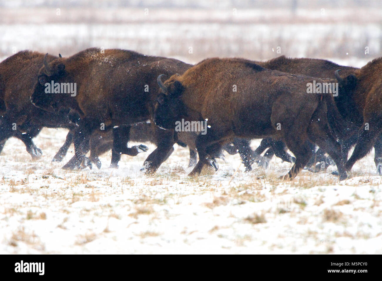 Stampede bison hi-res stock photography and images - Alamy