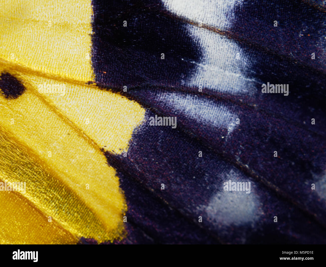 Yellow, black, and white moth in close up of wing, abdomen, and thorax ...