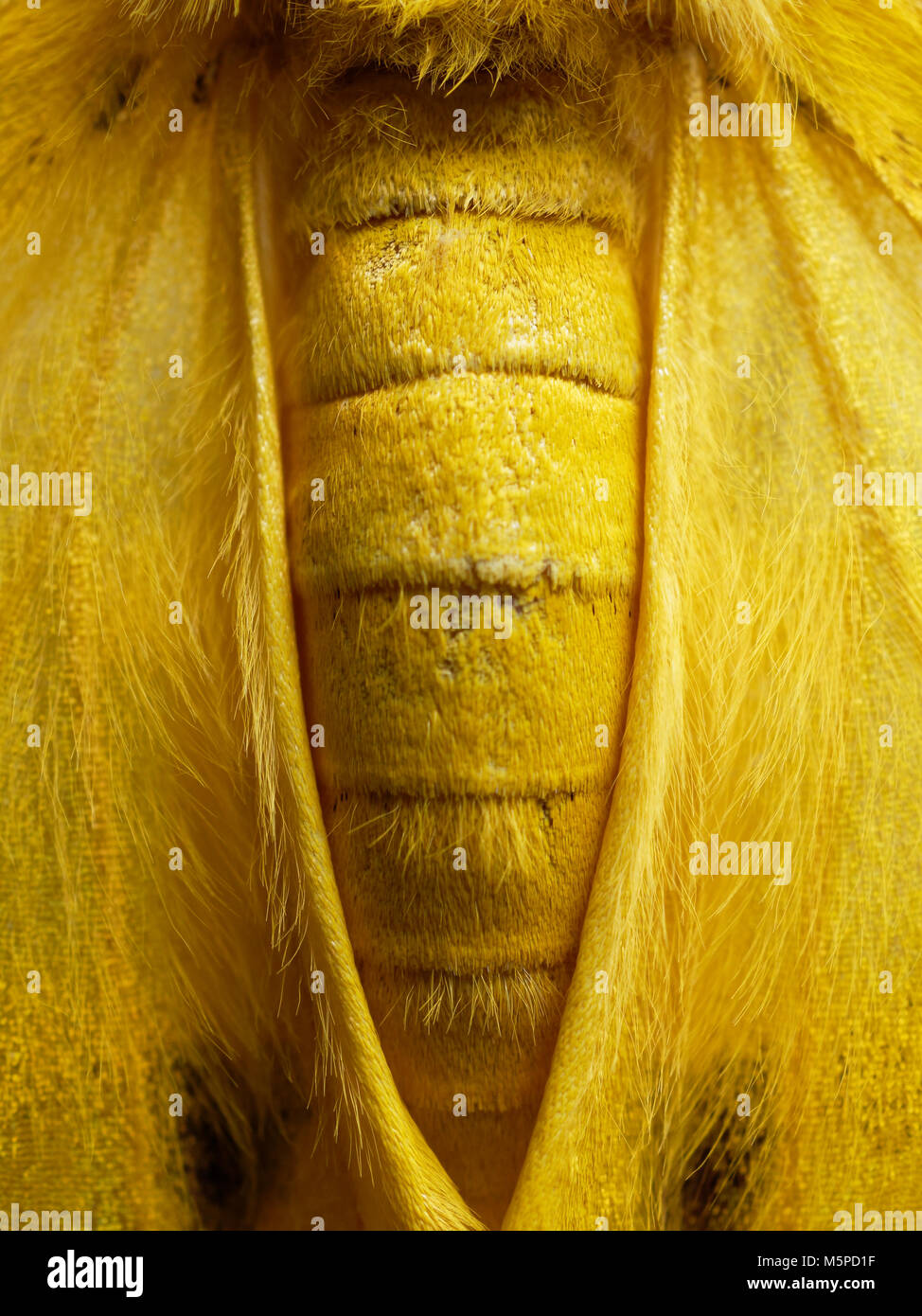 Yellow and black moth hi-res stock photography and images - Alamy