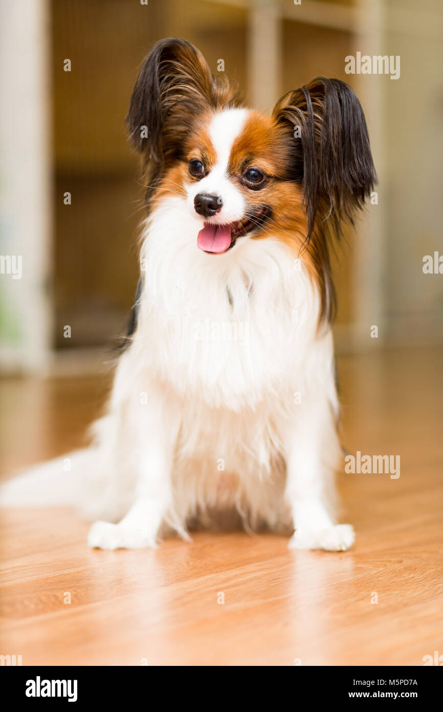 The Papillon dog sits contentedly on the floor with his tongue out ...