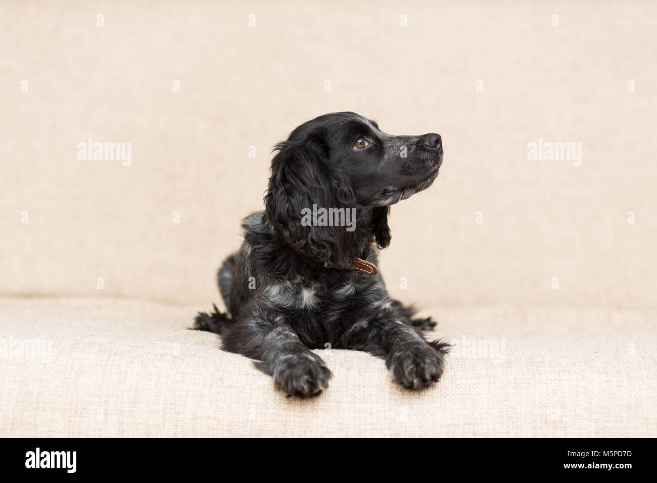 Dog of the Spaniel breed of black is lying sad on the couch Stock Photo ...