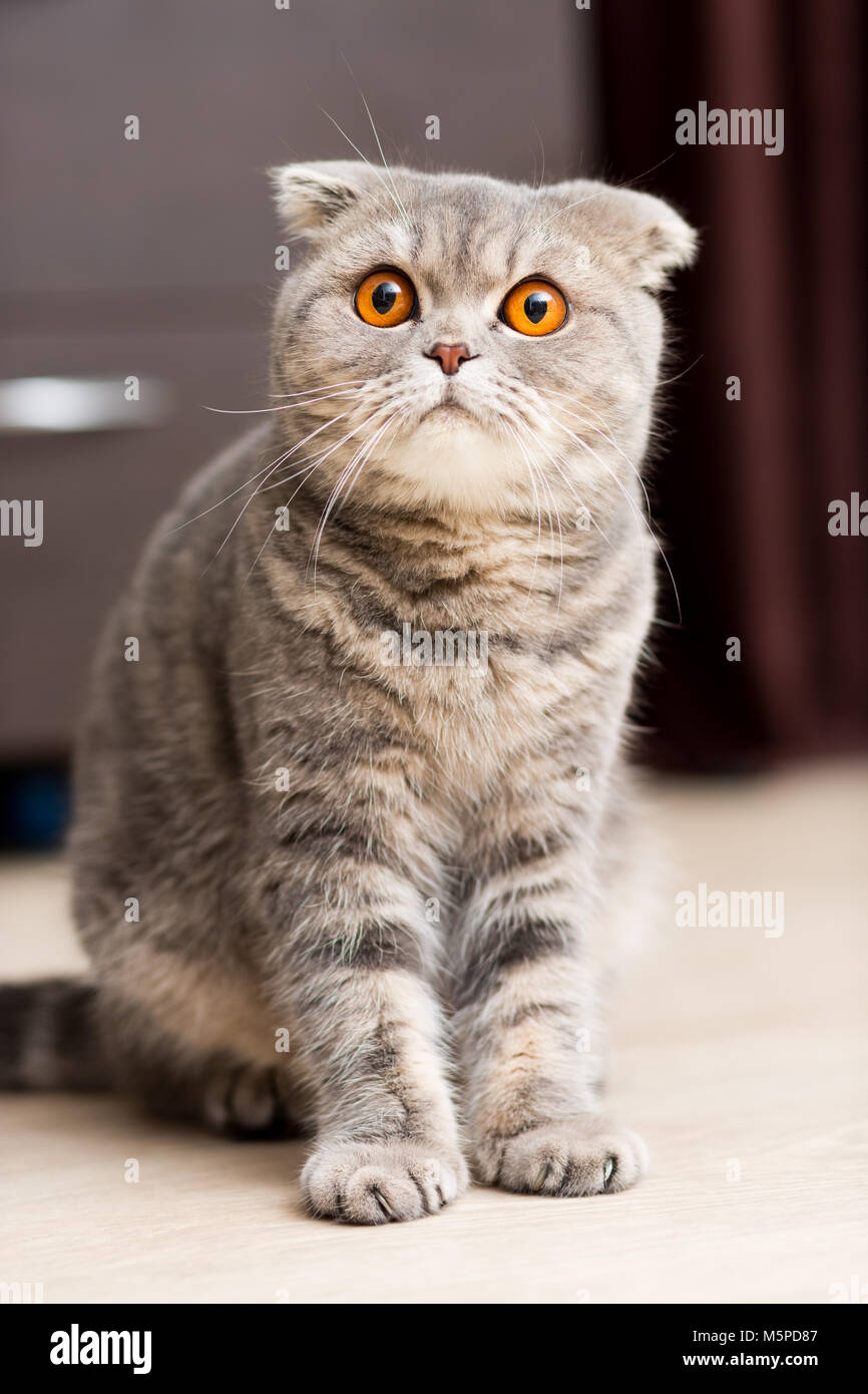 Scottish Fold cat sitting on the floor with an inquisitive look Stock ...
