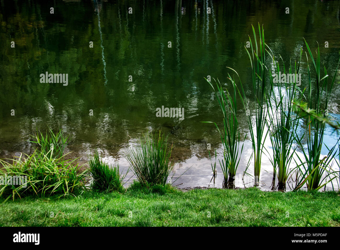 Green reed grass in the water Stock Photo - Alamy