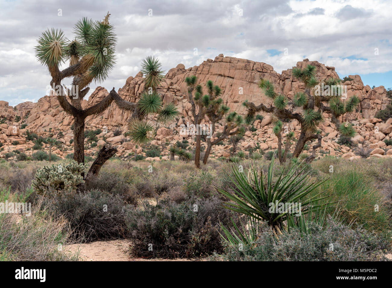 Hidden Valley, Joshua Tree National Park, California, USA Stock Photo ...