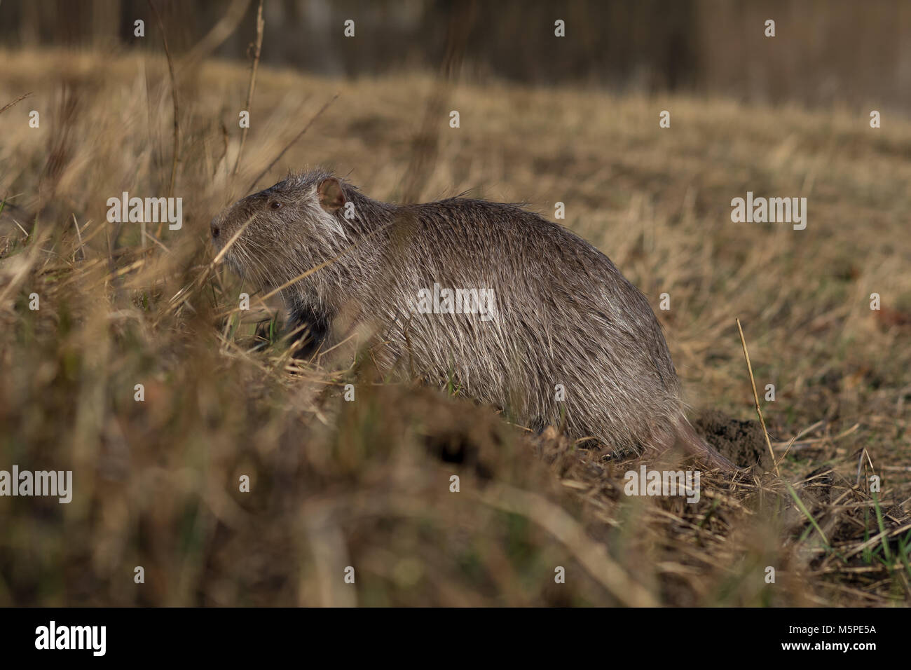 The muskrat (Ondatra zibethicus) in the nature Stock Photo - Alamy