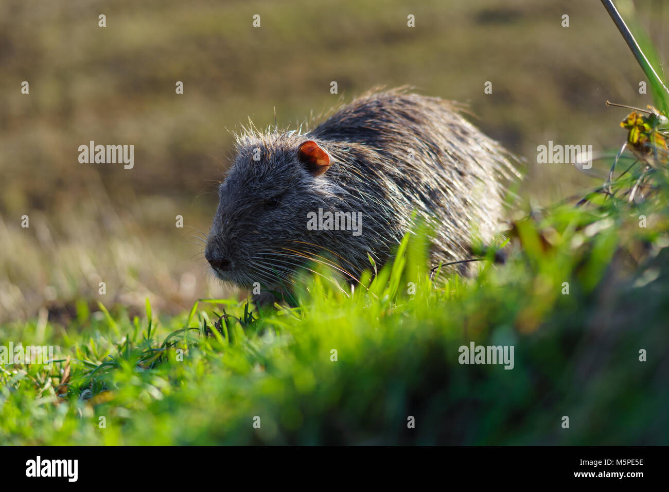 The muskrat (Ondatra zibethicus) in the nature Stock Photo - Alamy