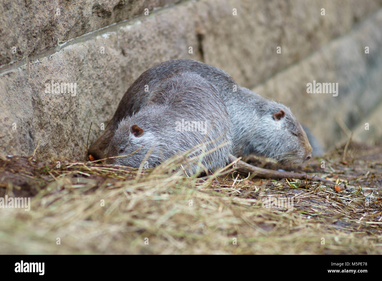 The muskrat (Ondatra zibethicus) in the nature Stock Photo - Alamy