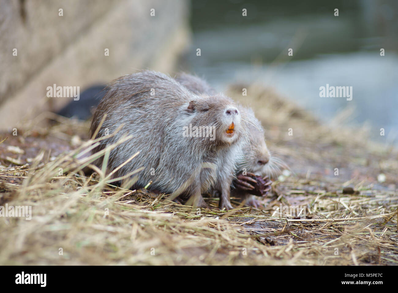 The muskrat (Ondatra zibethicus) in the nature Stock Photo - Alamy
