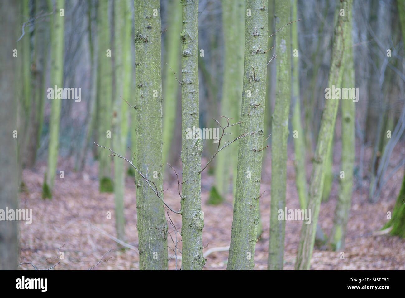 Trunks of trees. Background. Shallow depth of field. Bokeh Stock Photo ...