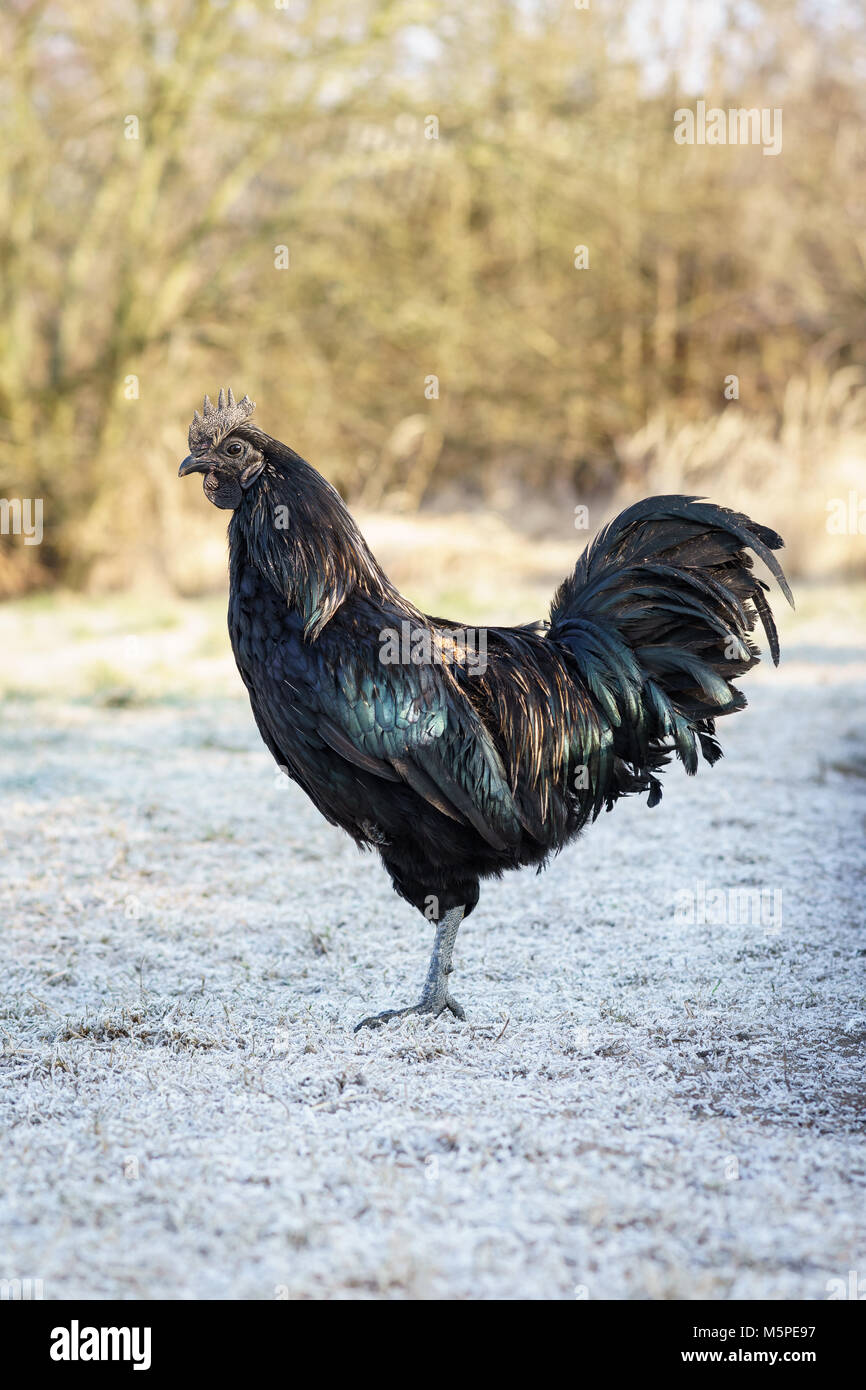 An uncommon and relatively modern breed of chicken from Indonesia ...