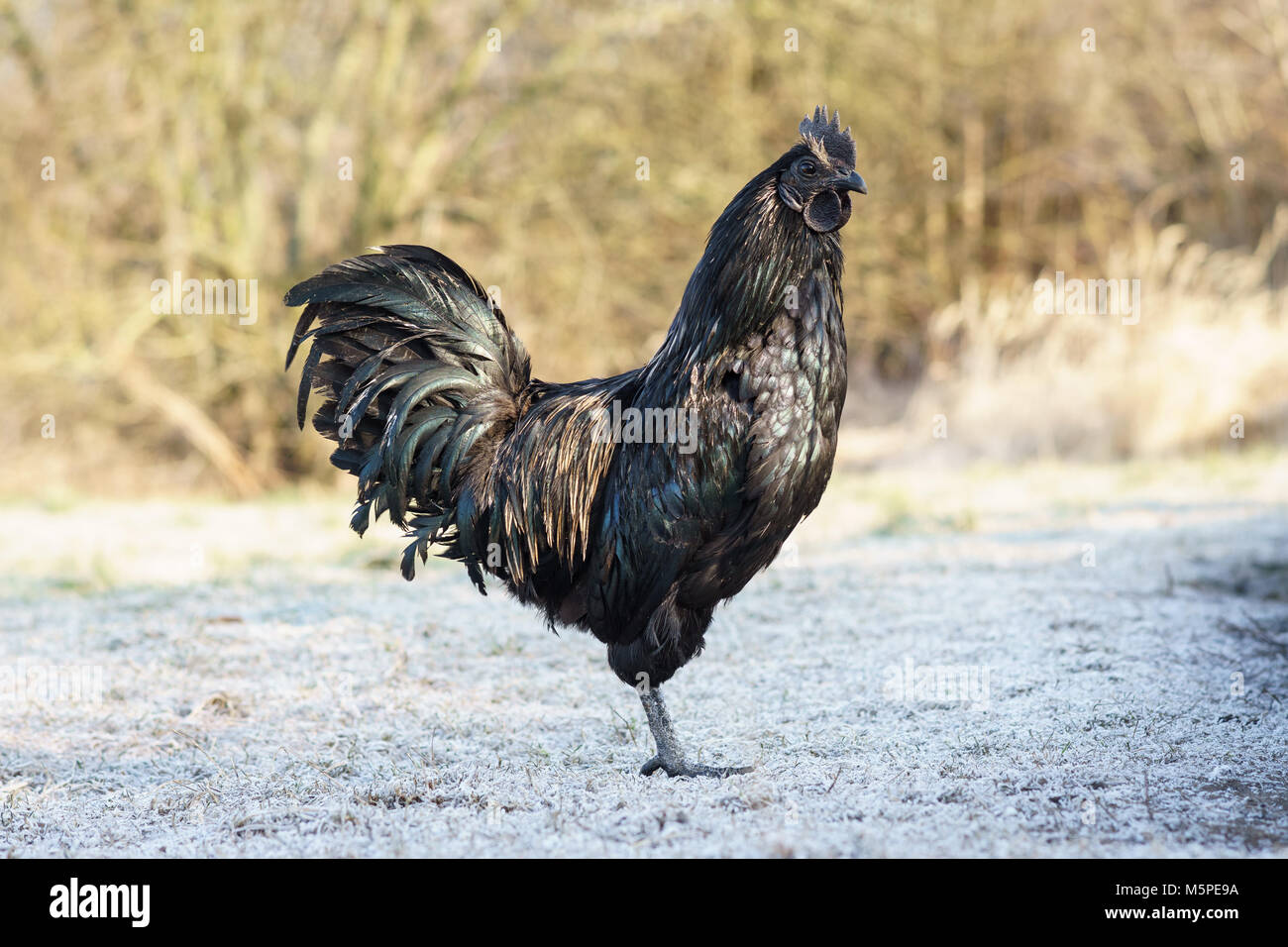 An uncommon and relatively modern breed of chicken from Indonesia ...