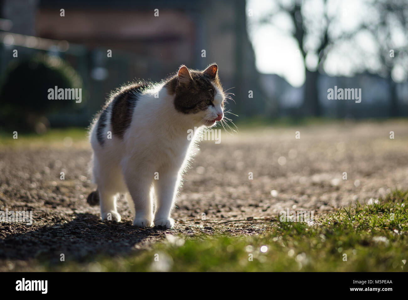 Cat courtyard hi-res stock photography and images - Alamy