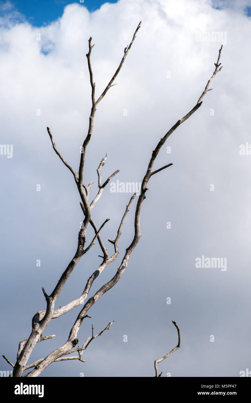 Broken Tree Stick Stock Photos & Broken Tree Stick Stock Images - Alamy