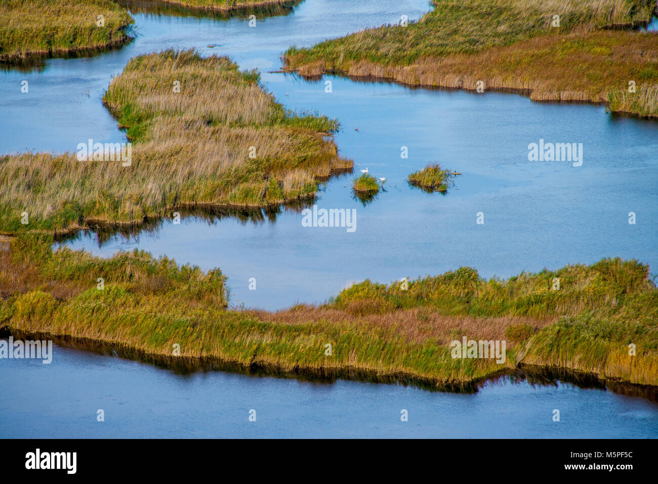 Red reed grass hi-res stock photography and images - Alamy