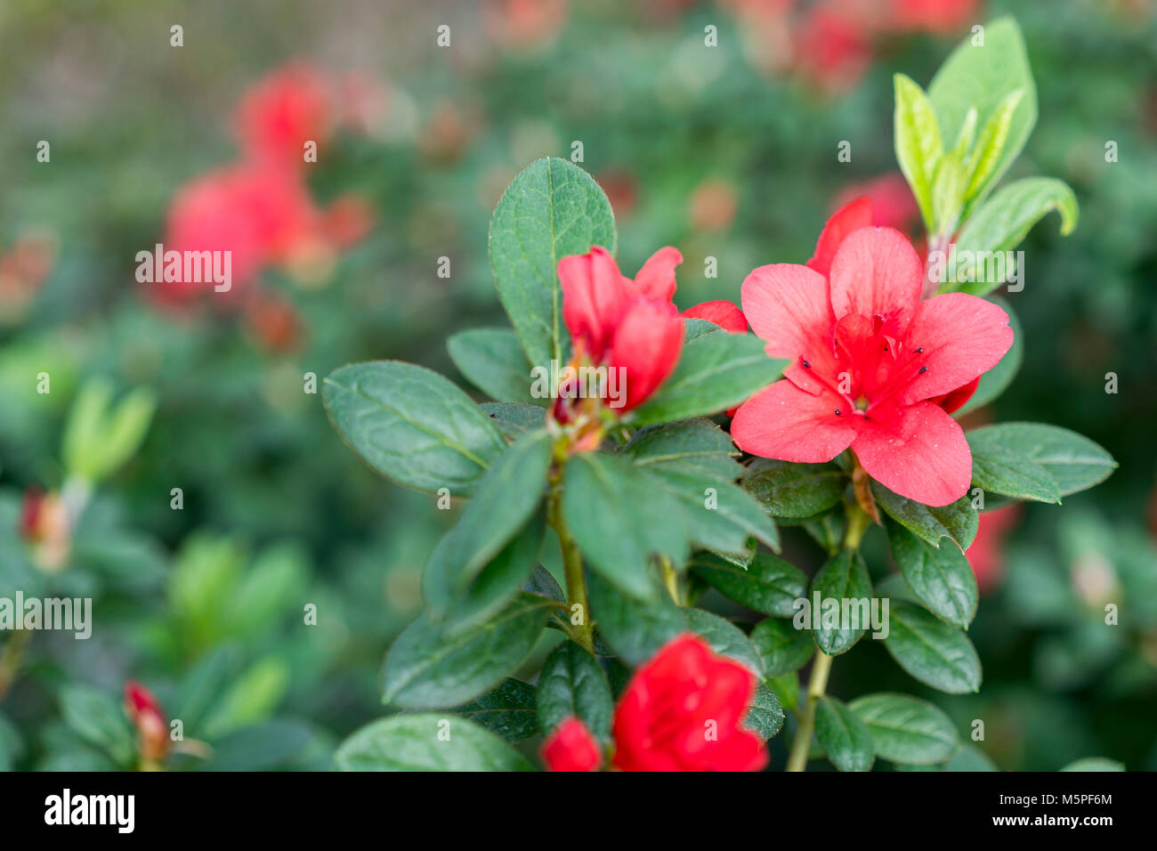 Blossoming azalea flowers in summer Stock Photo - Alamy