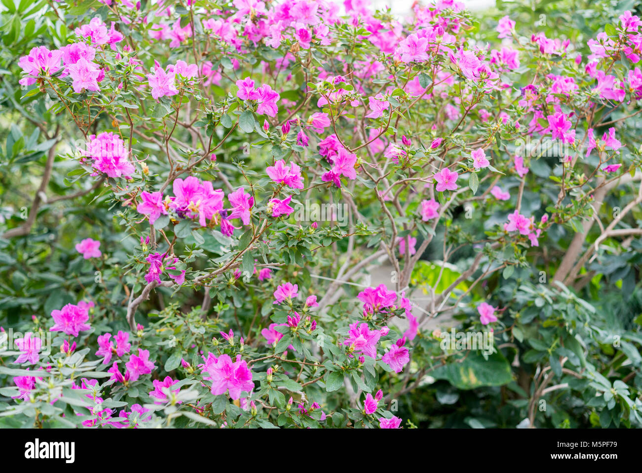 Bloomazalea hi-res stock photography and images - Alamy