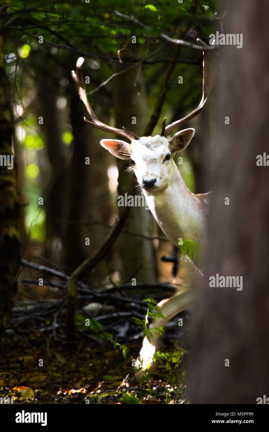 Deer looking out from behind tree in forest Stock Photo - Alamy