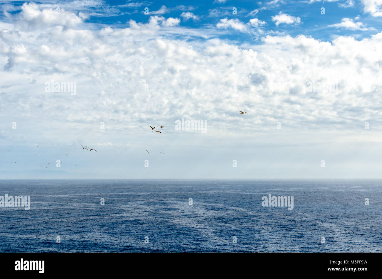 White bird flying over vast hi-res stock photography and images - Alamy