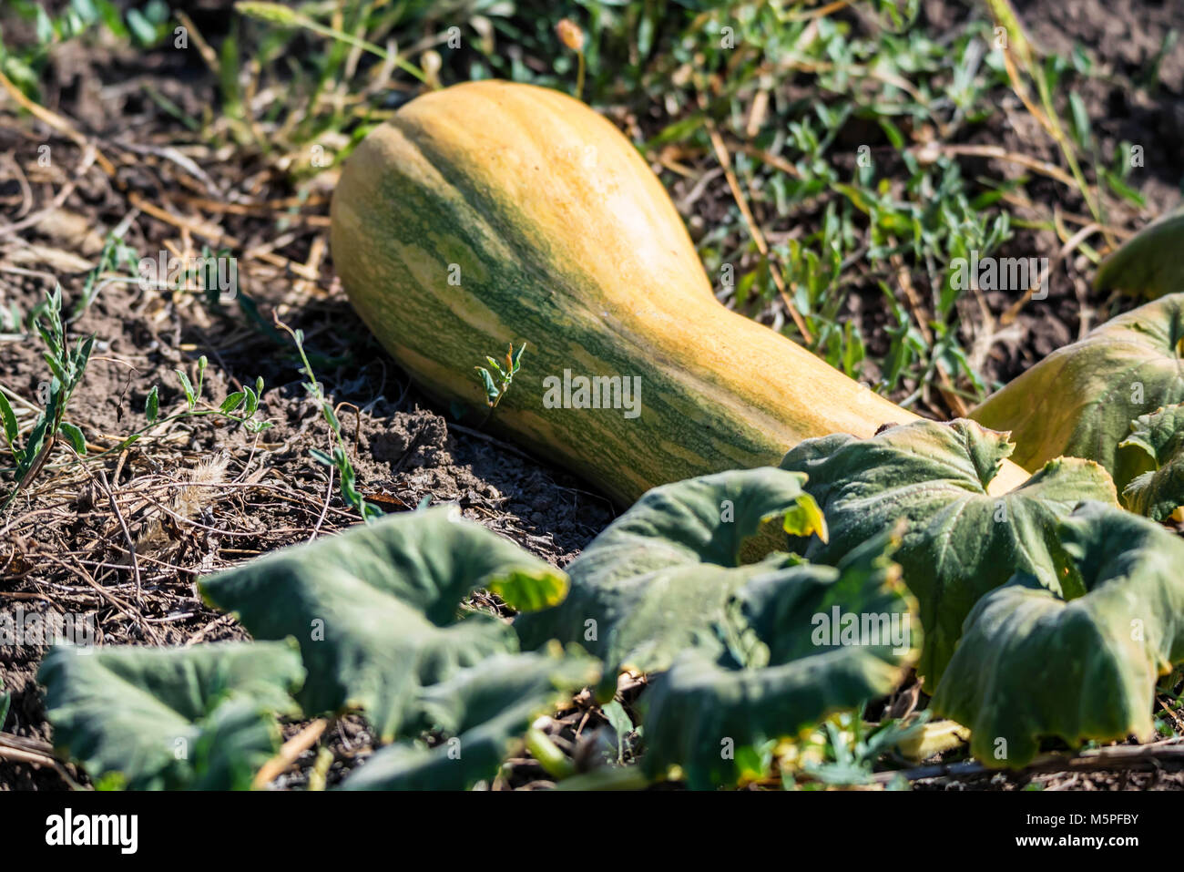 Big squash lies on ground in vegetable garden Stock Photo - Alamy
