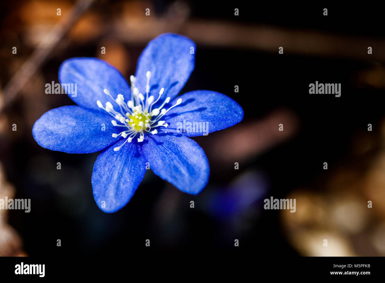 First fresh blue violet in the forest. Blue spring wildflower liverwort ...