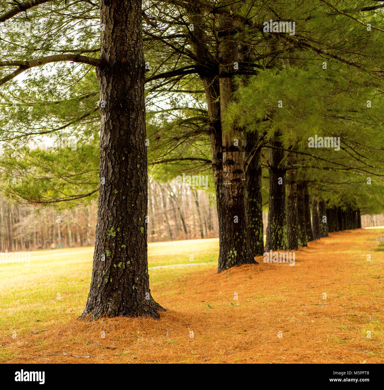 Tree sap walnut hi-res stock photography and images - Alamy