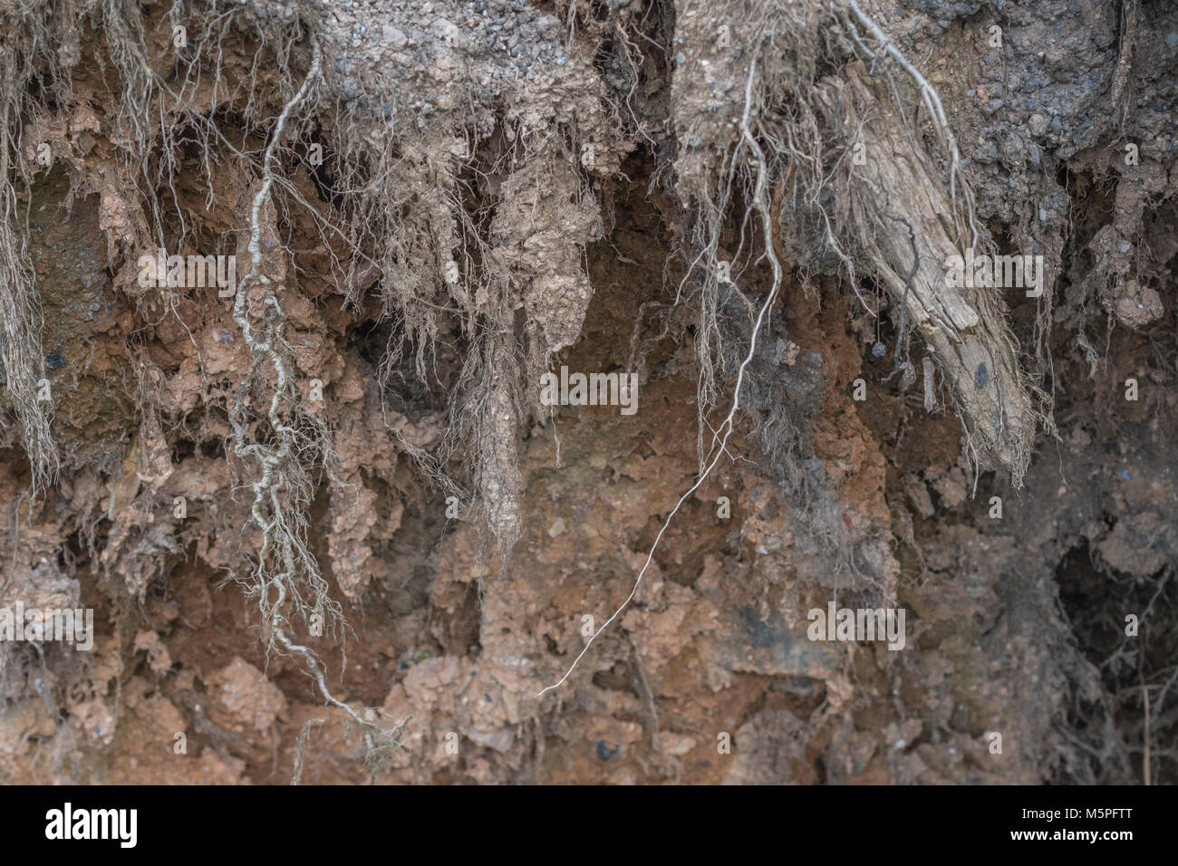 Fibrous Roots Root High Resolution Stock Photography and Images - Alamy