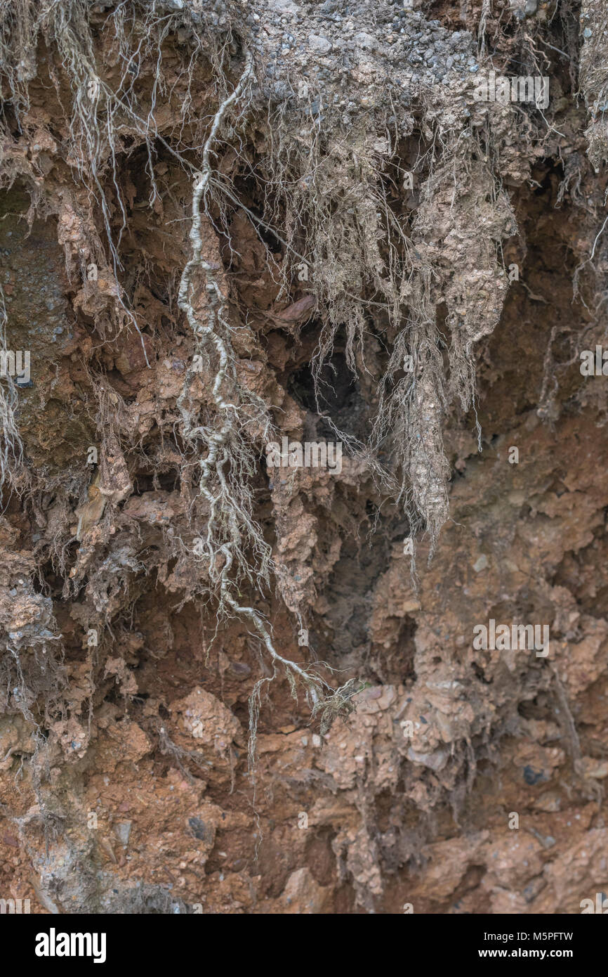 Fine fibrous roots of a wind-blown tree. Exposed roots tree Stock Photo ...