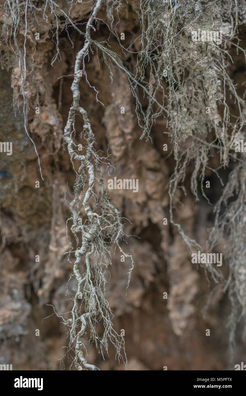 Fibrous Root High Resolution Stock Photography and Images - Alamy