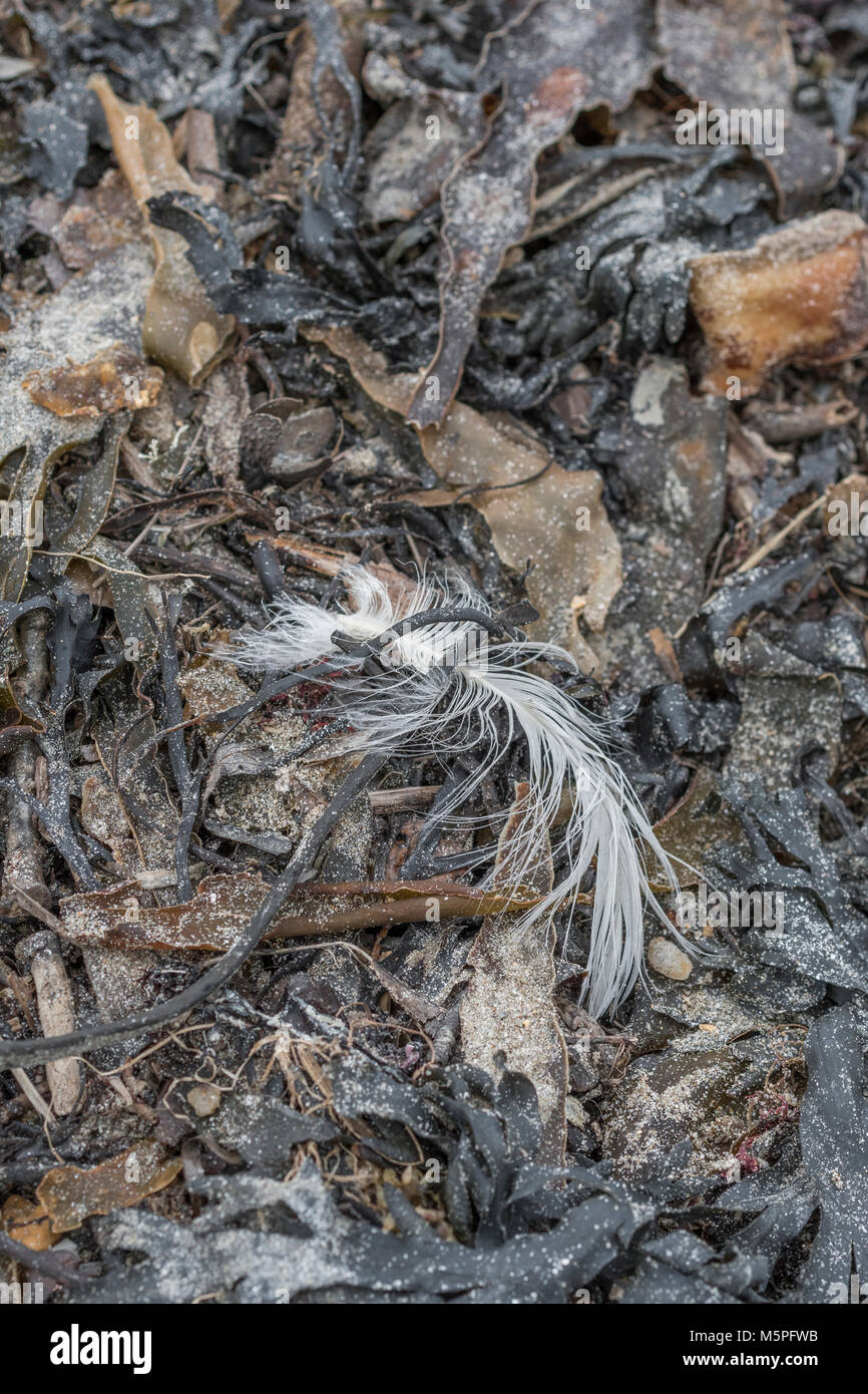 Seaweed and seagull feather on a sandy Cornish beach Stock Photo - Alamy