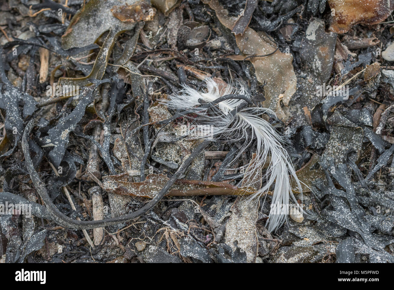 Seaweed and seagull feather on a sandy Cornish beach Stock Photo - Alamy