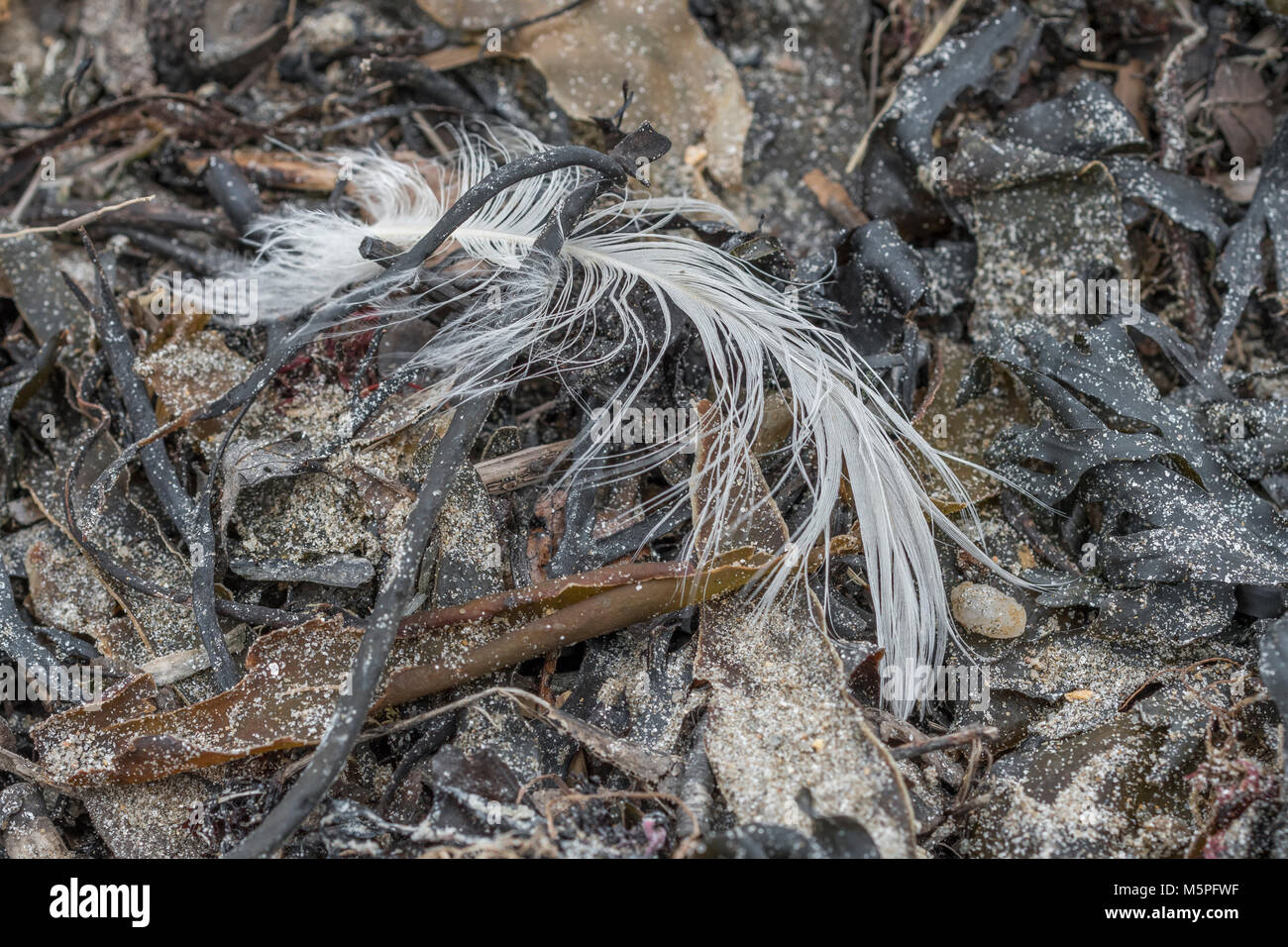 Seaweed and seagull feather on a sandy Cornish beach Stock Photo - Alamy