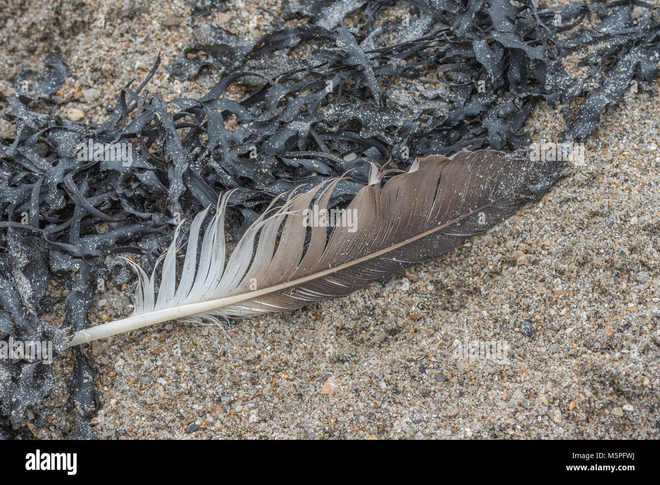 Seaweed and seagull feather on a sandy Cornish beach.Isolated feather ...