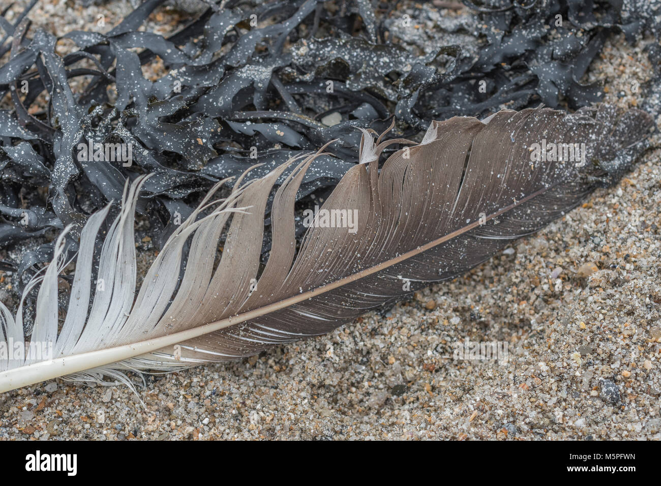 Seaweed and seagull feather on a sandy Cornish beach.Isolated feather ...
