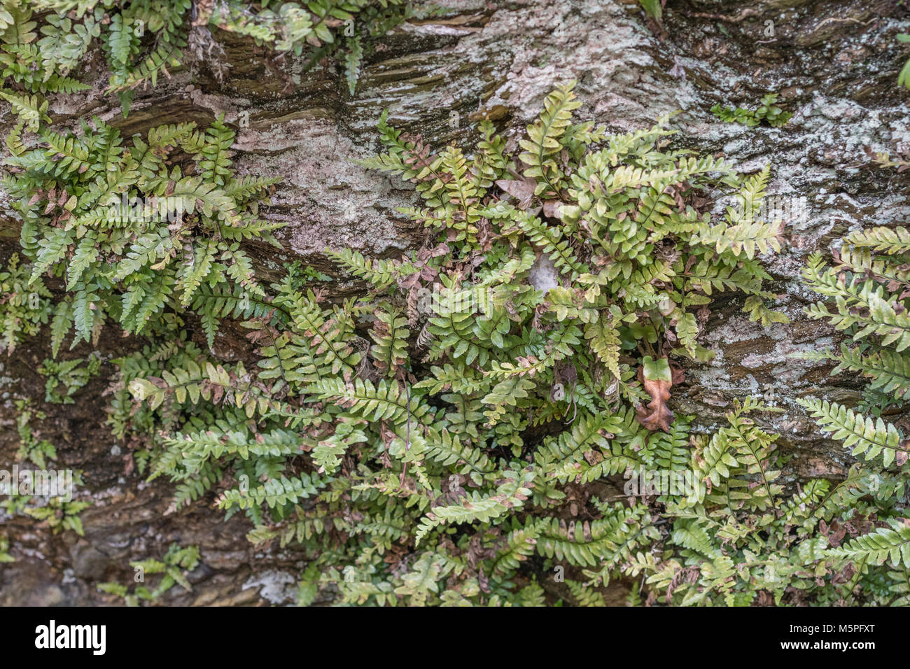 Ferns growing on shoreline cliffs with good freshwater source, in ...