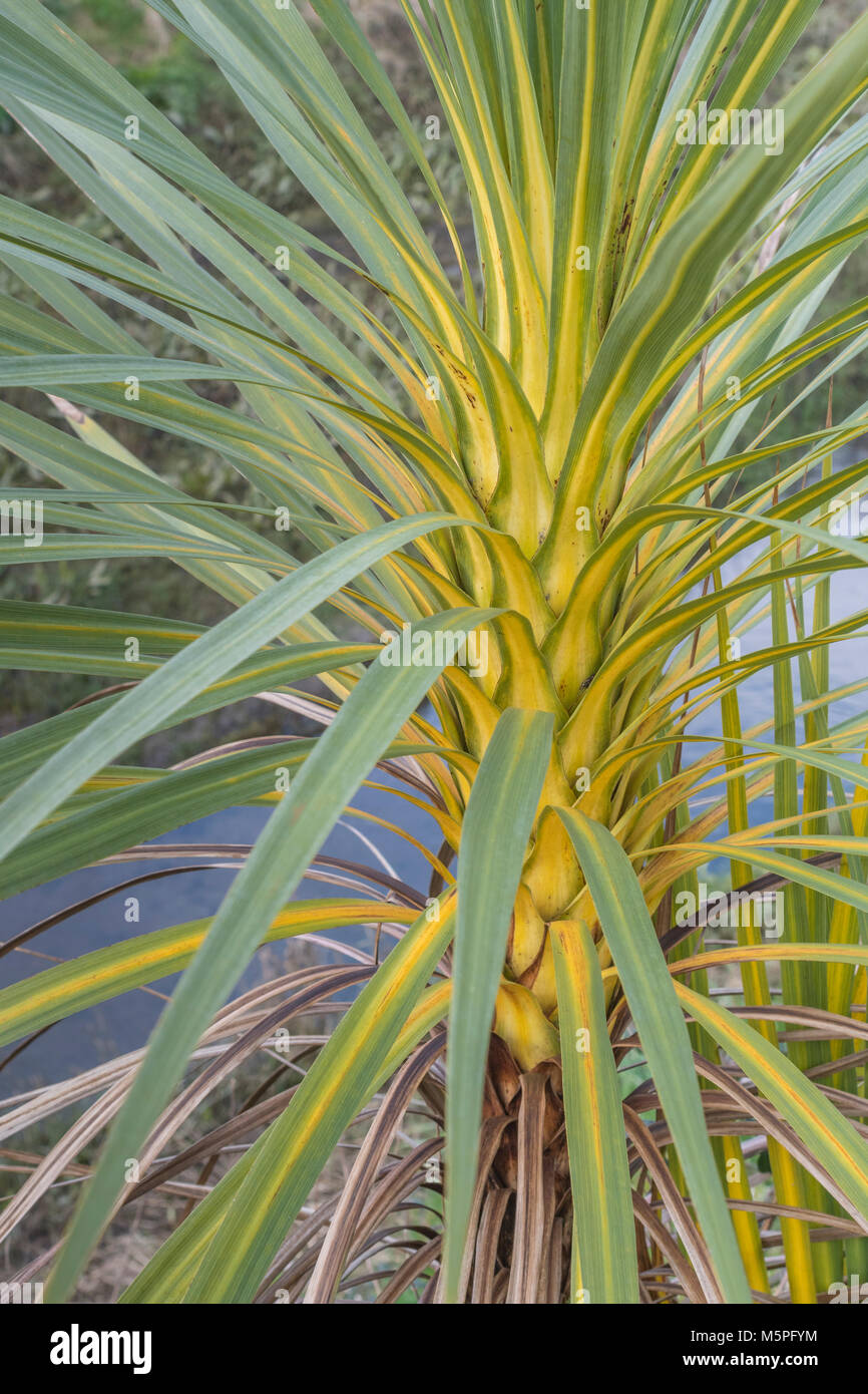 Proof that palms grow in UK. Leaves of juvenile Cabbage Palm ...