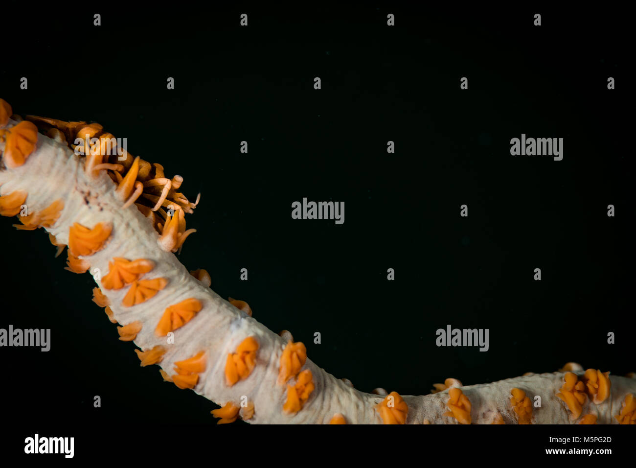 Whip coral partner shrimp (Dasycaris zanzibarica) on the Giant Clam ...