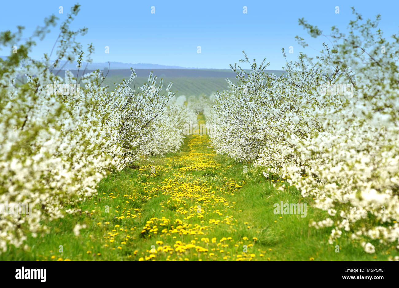 blooming cherry trees, cherry garden in spring Stock Photo - Alamy