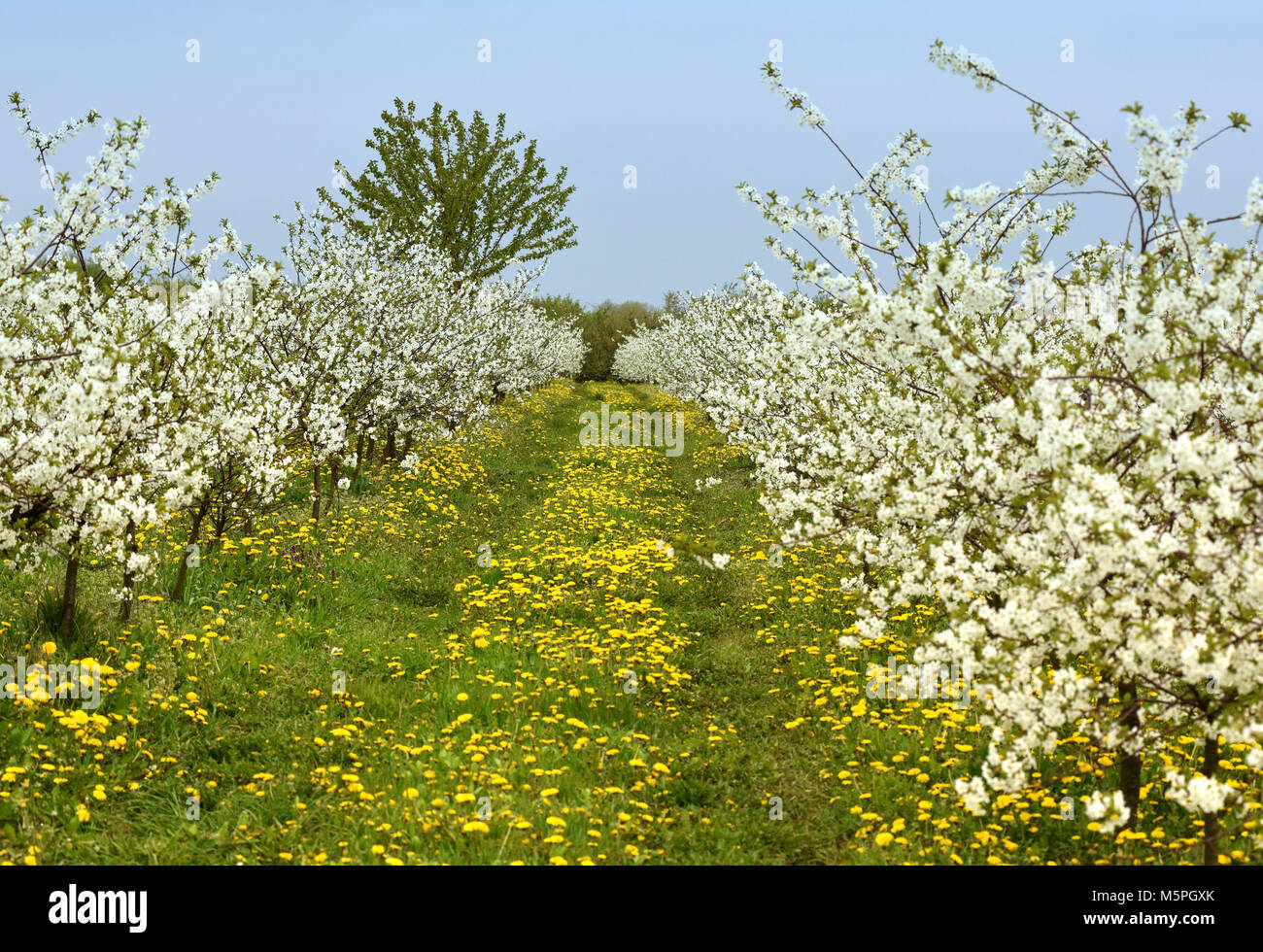 blooming cherry trees, cherry garden in spring Stock Photo - Alamy