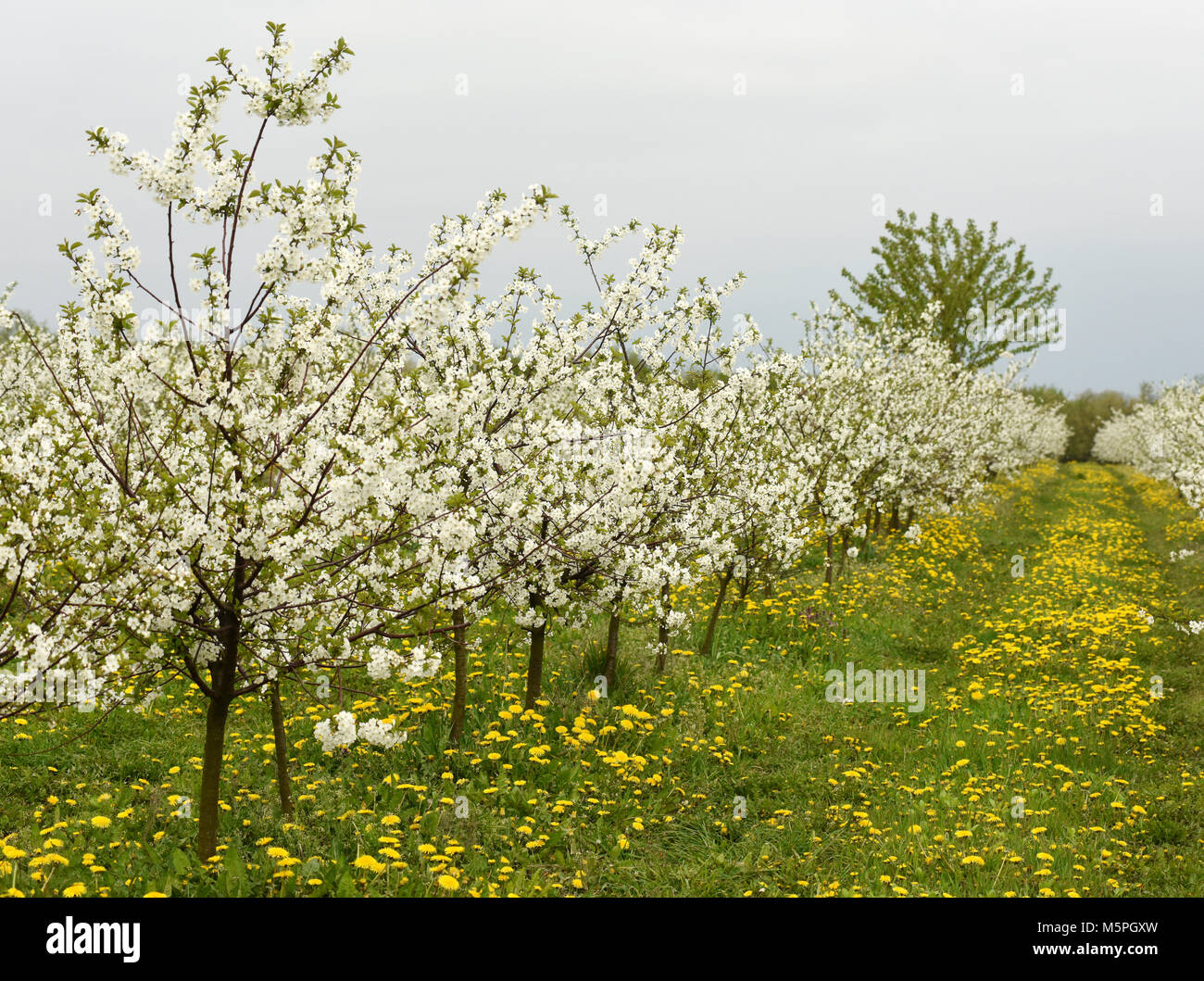 blooming cherry trees, cherry garden in spring Stock Photo - Alamy