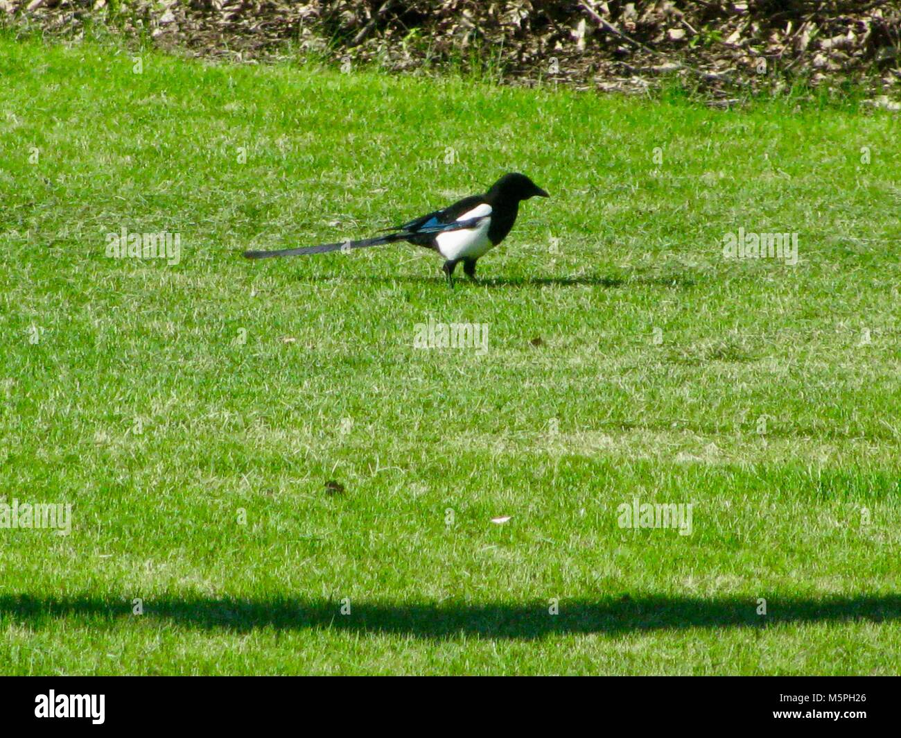 Grande Cache High Resolution Stock Photography and Images - Alamy