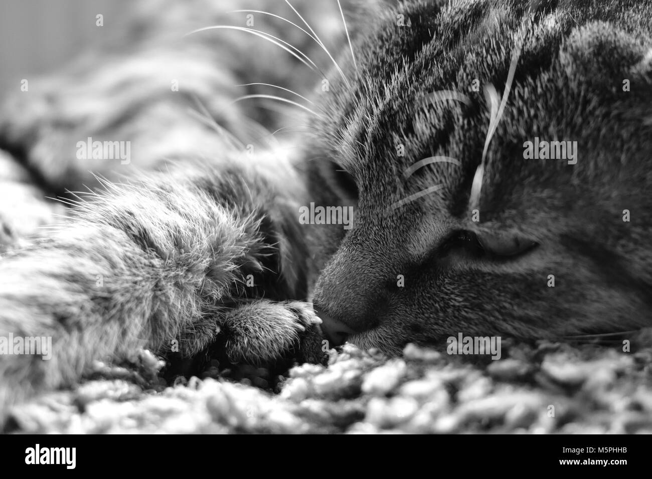 Tired house cat hi-res stock photography and images - Alamy