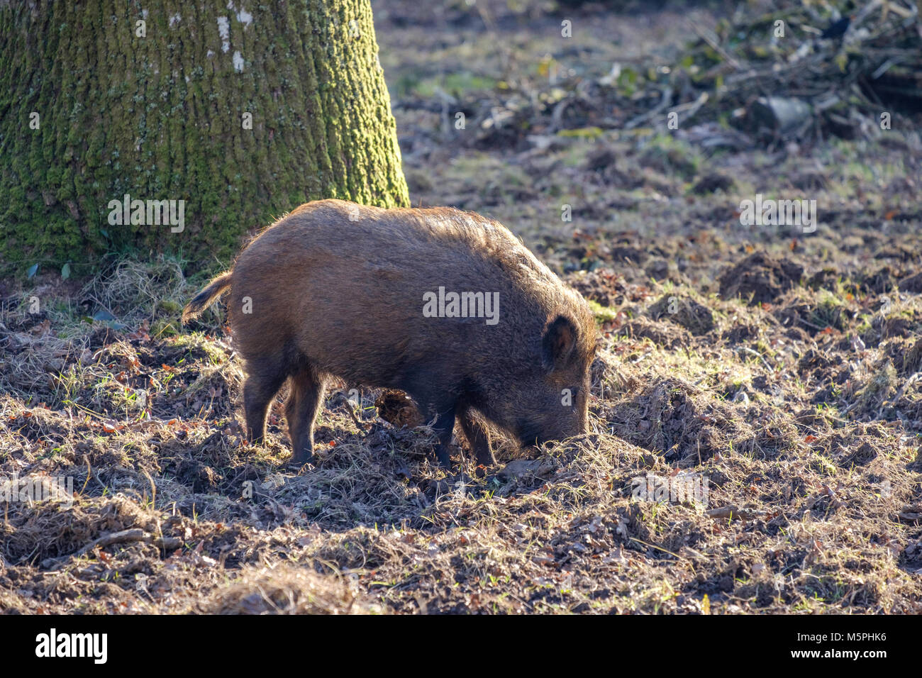 WILD BOAR IN FOREST OF DEAN, GLOUCESTERSHIRE,ENGLAND TURNING OVER ...
