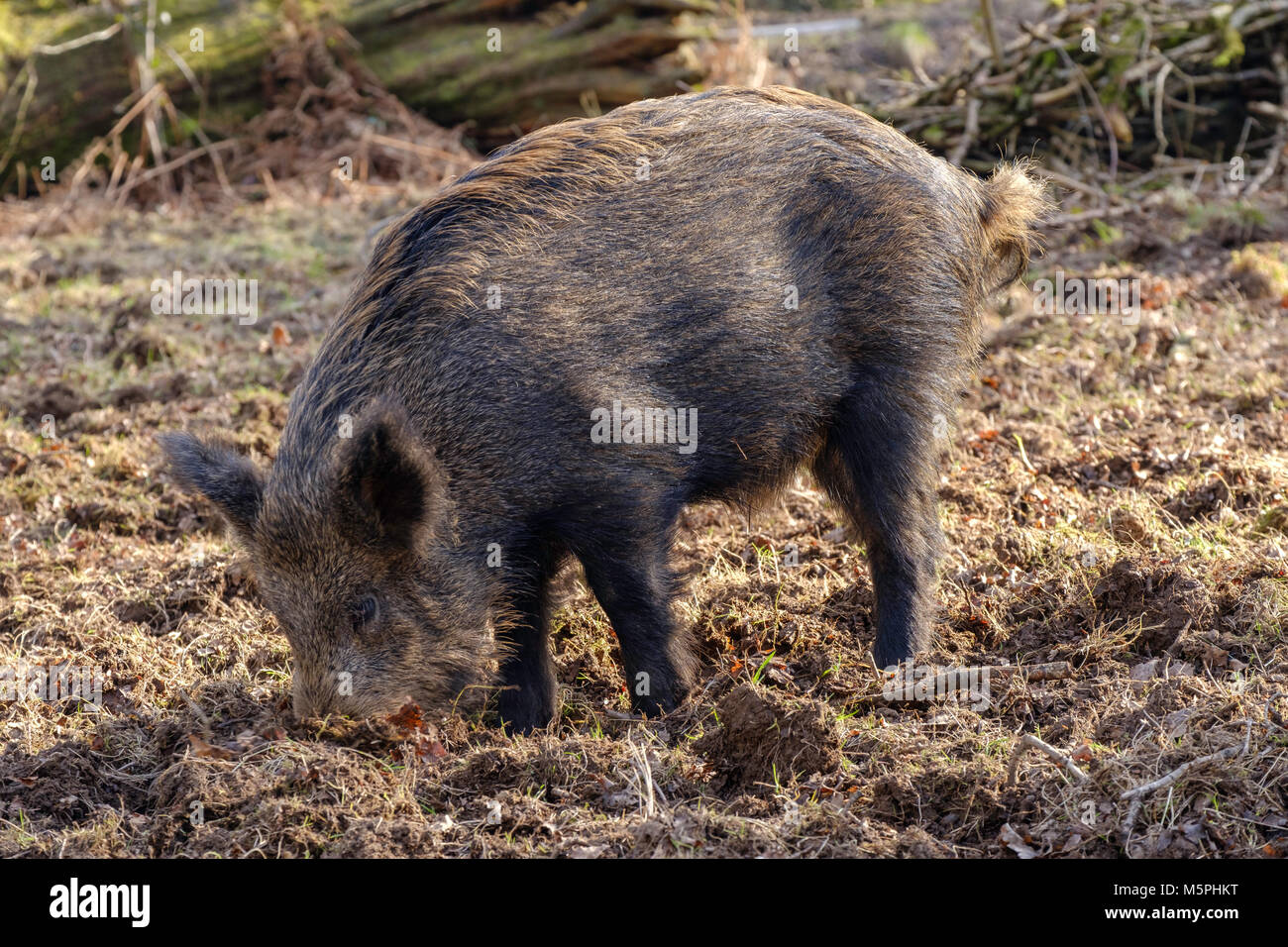 Wild boar in forest of dean hi-res stock photography and images - Alamy