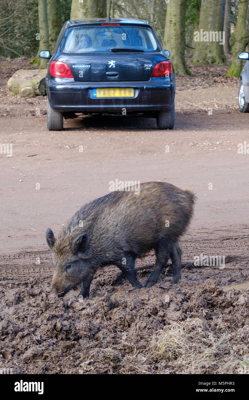 WILD BOAR IN FOREST OF DEAN IN CAR PARK. THE ANIMALS HAVE BECOME USED ...