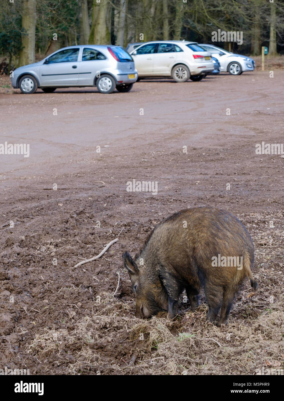 Wild animals in england hi-res stock photography and images - Alamy
