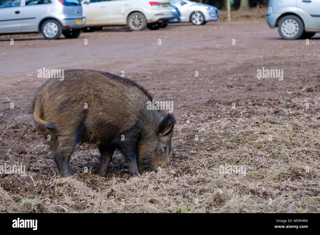 WILD BOAR IN FOREST OF DEAN IN CAR PARK. THE ANIMALS HAVE BECOME USED ...