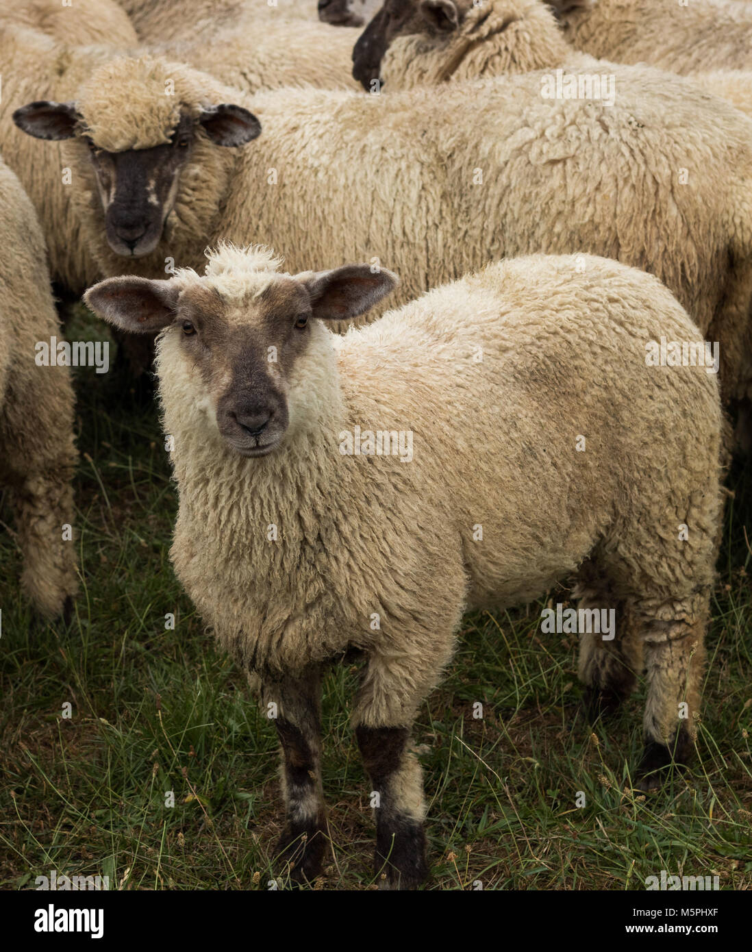 Sheep with dark faces hi-res stock photography and images - Alamy